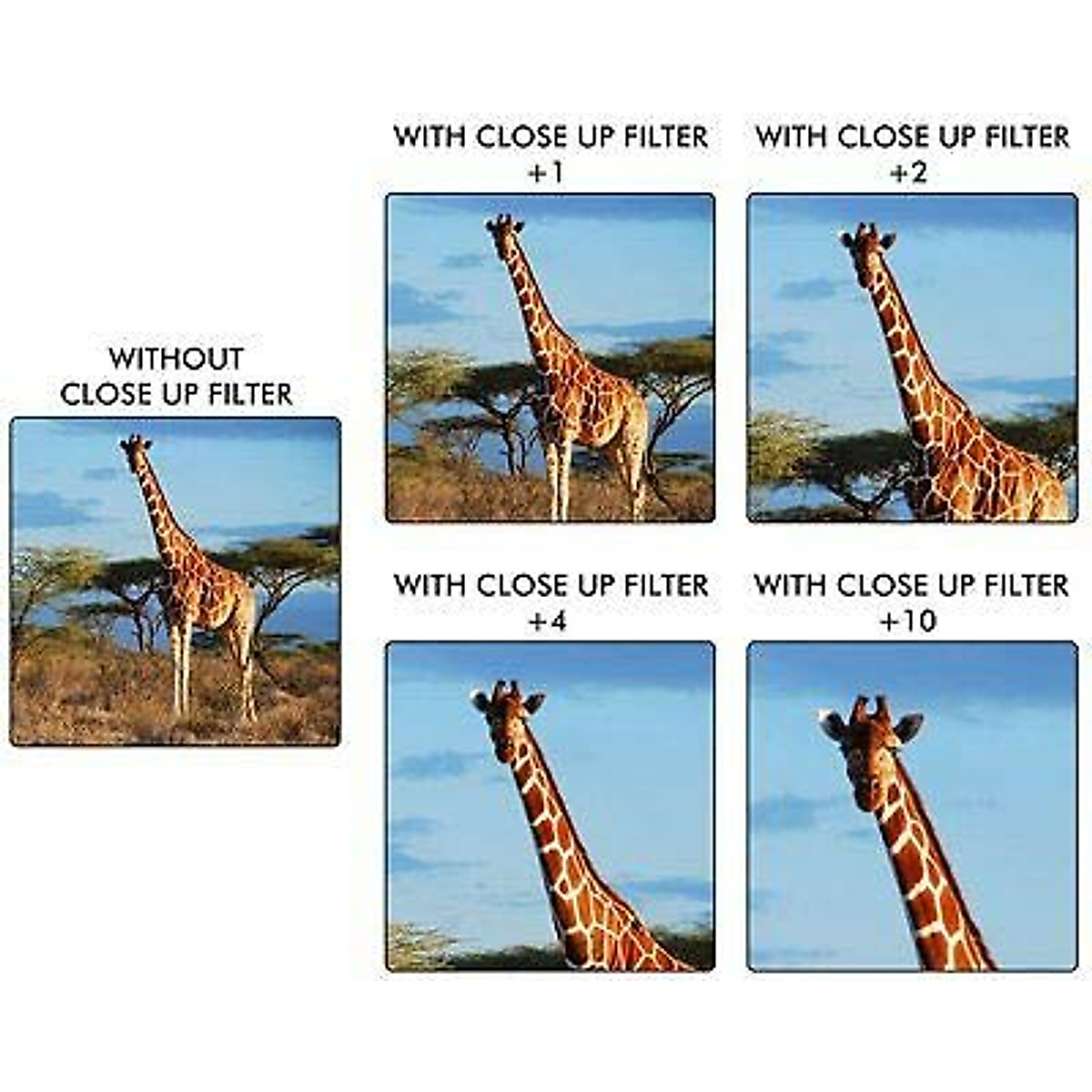 Canon EOS 2000D (Rebel T7) Digital SLR Camera with 18-55mm DC III Lens Kit (International Model) Professional Accessory Black