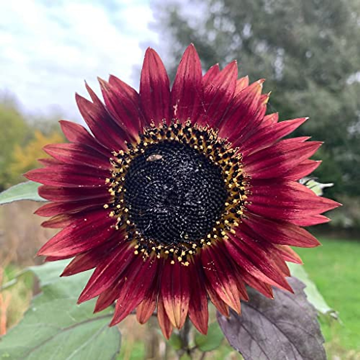 Sunflower Seeds - Autumn Beauty - 5 Pounds - Red/Yellow/Orange Flower Seeds, Open Pollinated Seed Attracts Bees, Attracts Butterflies, Attracts Pollinators, Easy to Grow & Maintain, Edible, Cut