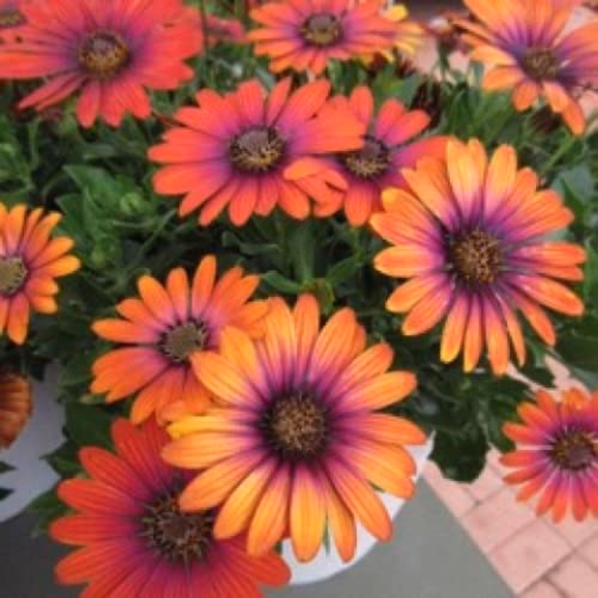 CHUXAY GARDEN Pink Orange Osteospermum-'Serenity Bronze'African Daisies 25 Seeds Annual Flowering Plant Bloom Summer and Fall Beautiful Flower Grows in Garden and pots