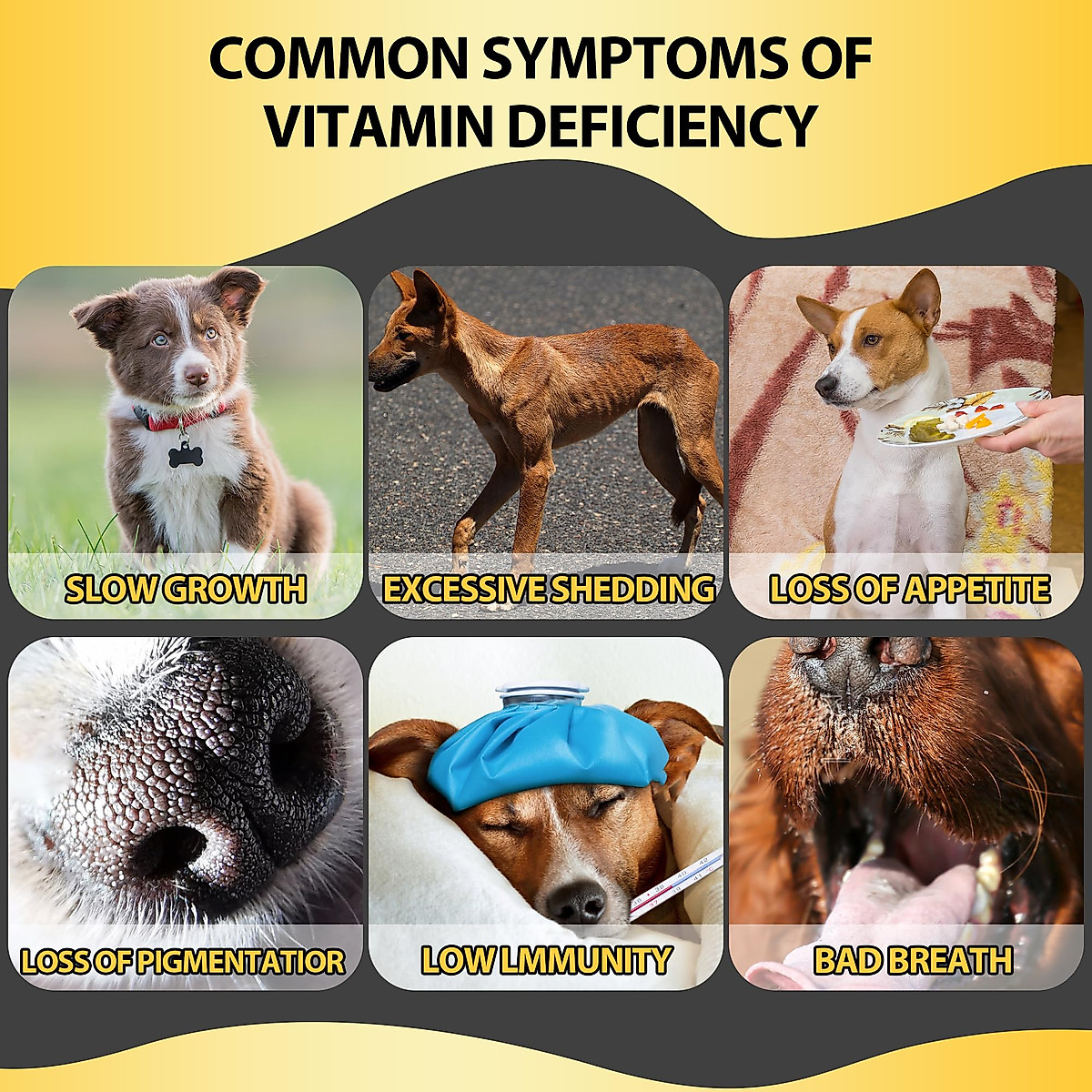 Dog Multivitamin Liquid, 13-In-1 Dog Vitamins Extra Strength to Improve Dog’s Digestive, Immune, Skin, Coat, Bone, Joints Health, 60 Ml Nature Dog Vitamins and Supplements for All Ages Breed Sizes Dog