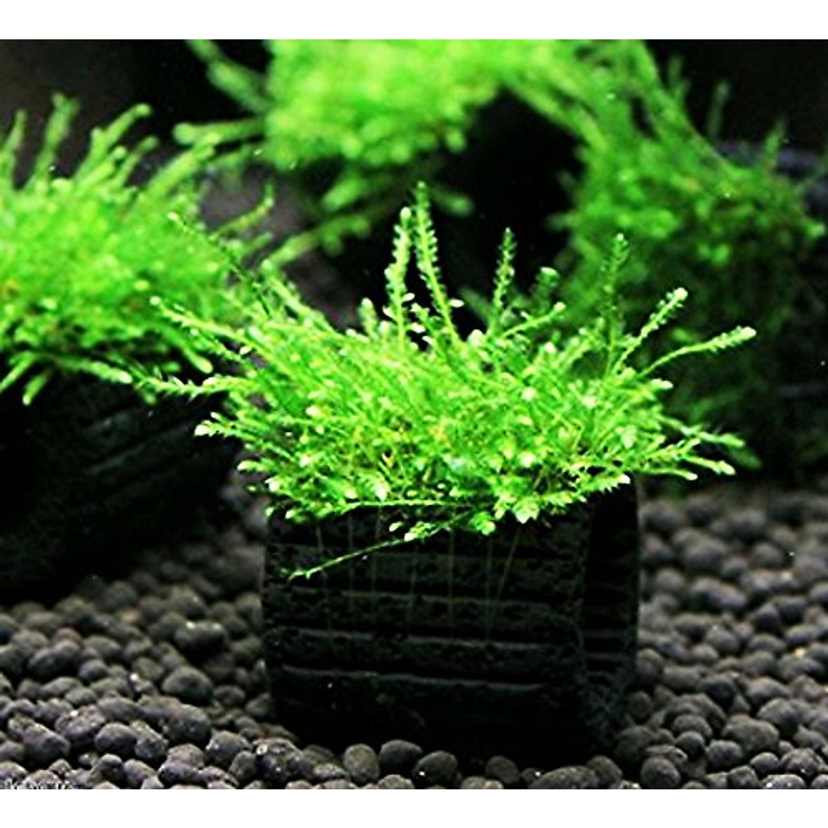 Greenpro Java Moss Live Freshwater Aquarium Plants Easy Ready to Grow