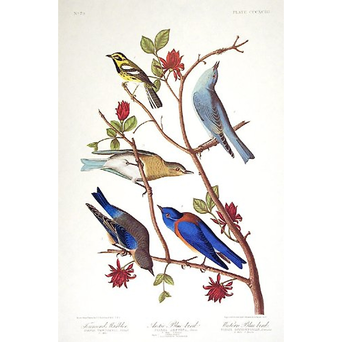 TownsendÆs Warbler, Arctic Blue-bird, Western Blue-bird. From"The Birds of America" (Amsterdam Edition)
