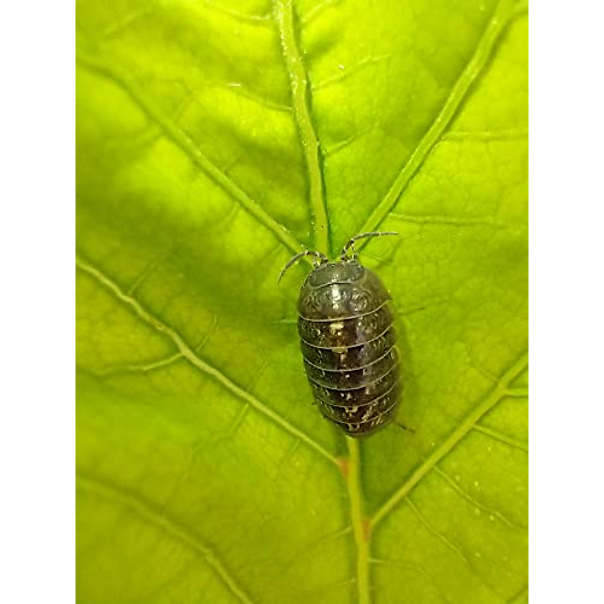 Universal Specialties Bulk Roly Polys Lot of 25 Rolie Polie Live Isopods Little Pet Animal Pill Bugs