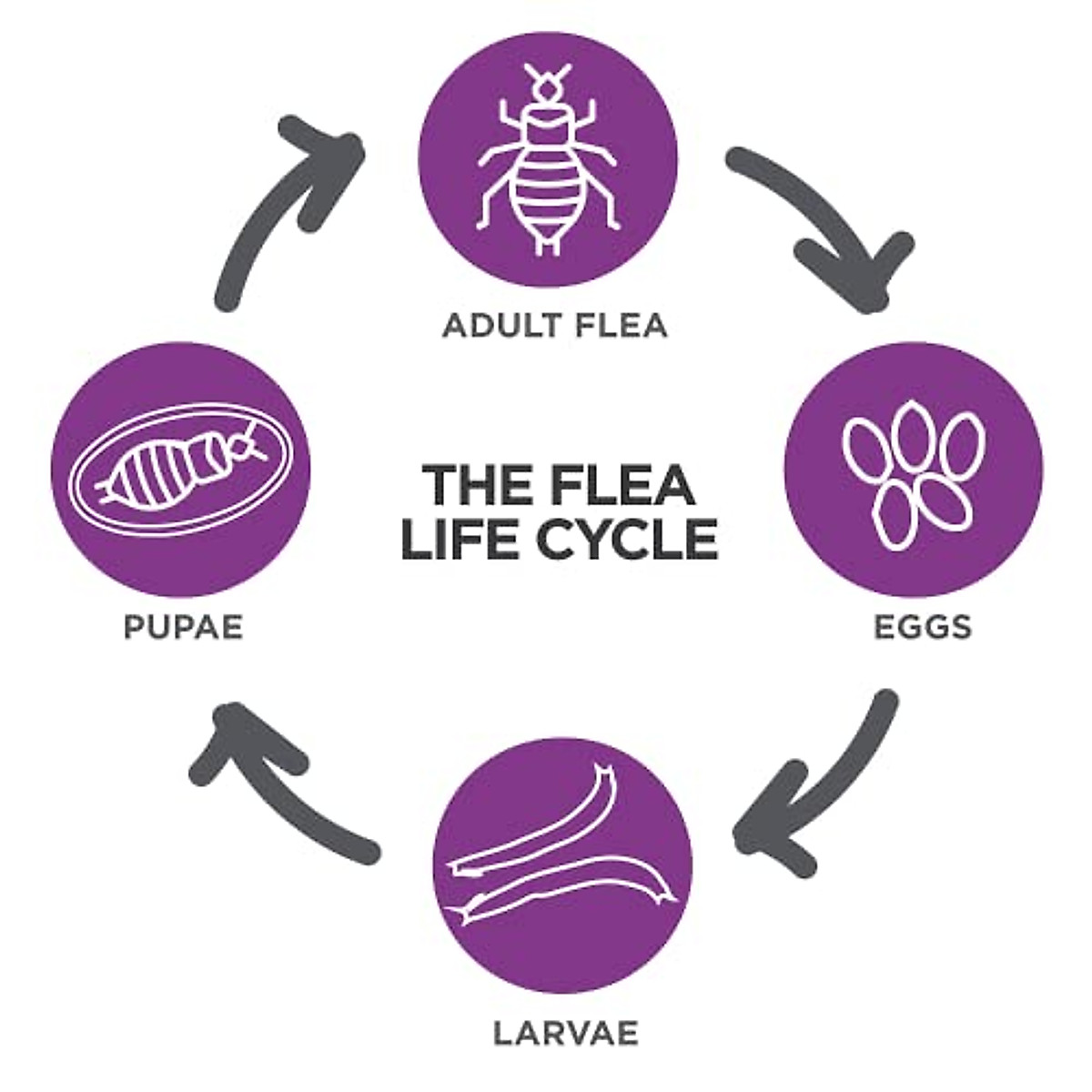 TevraPet Actispot II Flea Treatment for Small and Medium Cats 5-9 lbs | 6 Doses | Powerful Prevention and Control, Clear