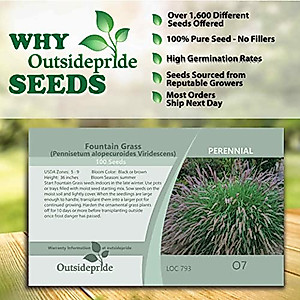 Outsidepride Pennisetum Chinese Black Fountain Ornamental Grass for Beds, Borders, & Containers - 100 Seeds