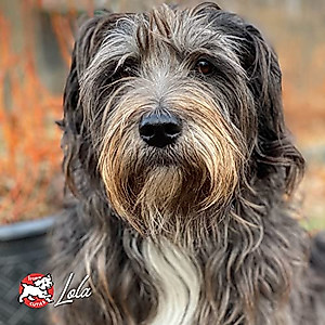 Fromm Four-Star Nutritionals Zealambder Dog Food - Premium Dry Dog Food - Lamb Recipe - 12 lb