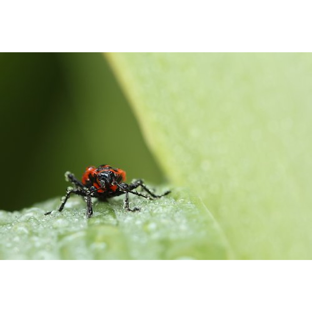 Tamron AFF004N700 SP 90MM F/2.8 DI MACRO 1:1 VC USD For Nikon 90mm IS Macro Lens for Nikon (FX) Cameras - Fixed