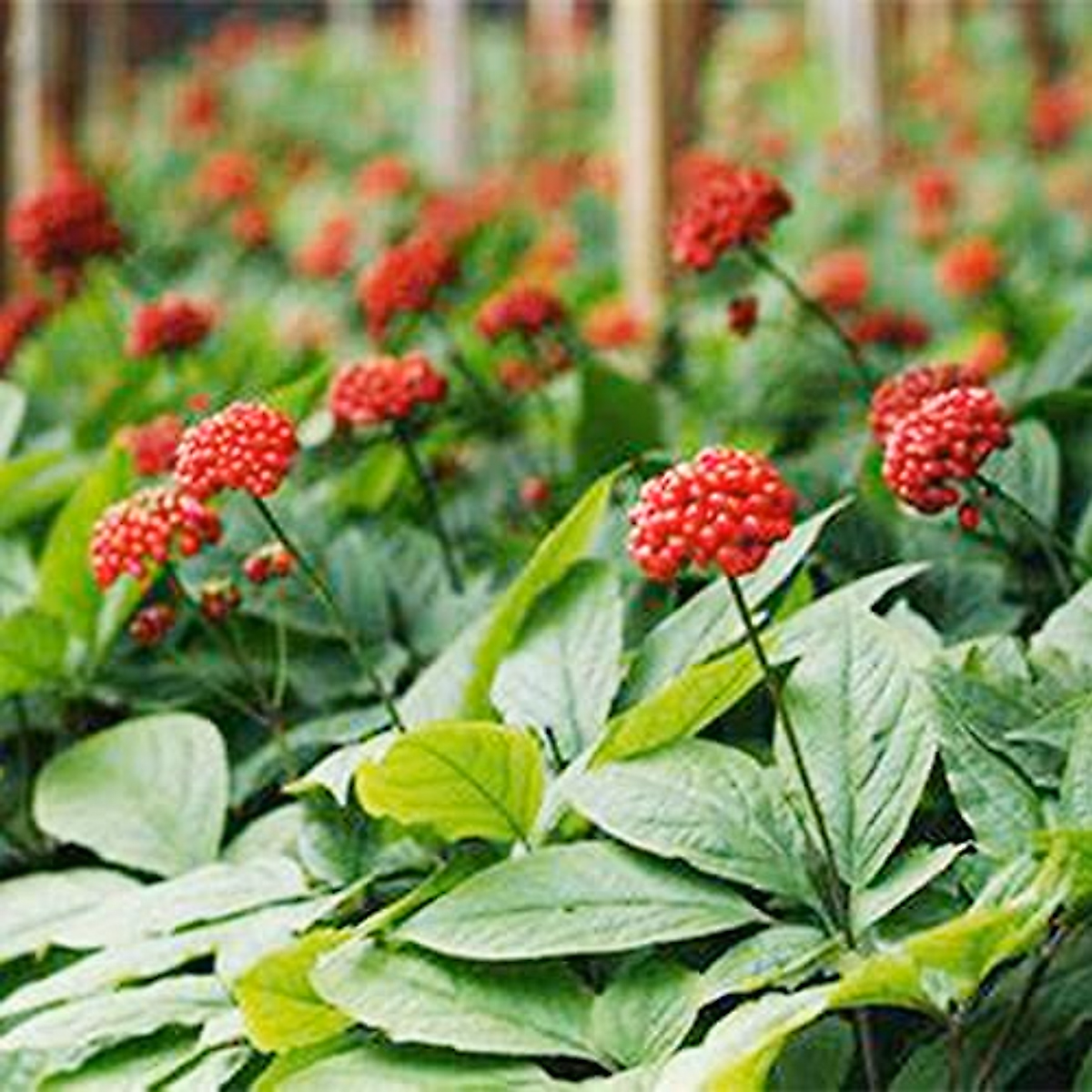 QAUZUY GARDEN 50 Japanese Gingseng Seeds Asian Panax Ginseng | Premium Non-GMO Heirloom Organic Herb Seeds | Valuable Herb Plant to Plant Home Shade Garden
