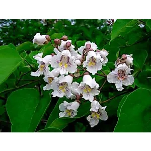 Indian Bean Tee Southern Cigar Tree Catawba Tree Catalpa Bignonioides 10 Seeds