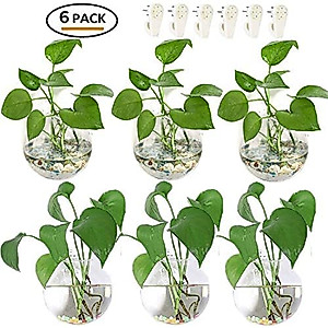 DZHJKIO Pack of 6 Glass Planters Wall Hanging Planters Round Glass Plant Pots Hanging Air Plant Pots Flower Vase Air Plant Terrariums Wall Hanging Plant Container, 12 cm Diameter