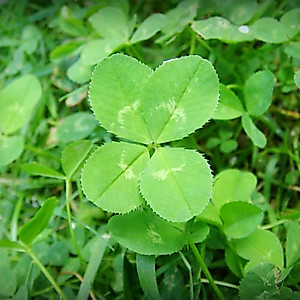 YEGAOL Garden 25Pcs Four Leaf Clover Seeds Ornamental Easy to Grow Ground Cover Indoor Outdoor Potted Garden Plant Grass Seeds