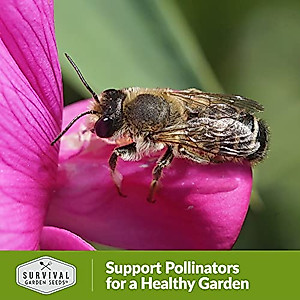 Survival Garden Seeds - Mammoth Sweet Pea Seed for Planting - Packet with Instructions to Plant and Grow Fragrant Blossoms in Your Home Flower and Vegetable Garden - Non-GMO Heirloom Variety