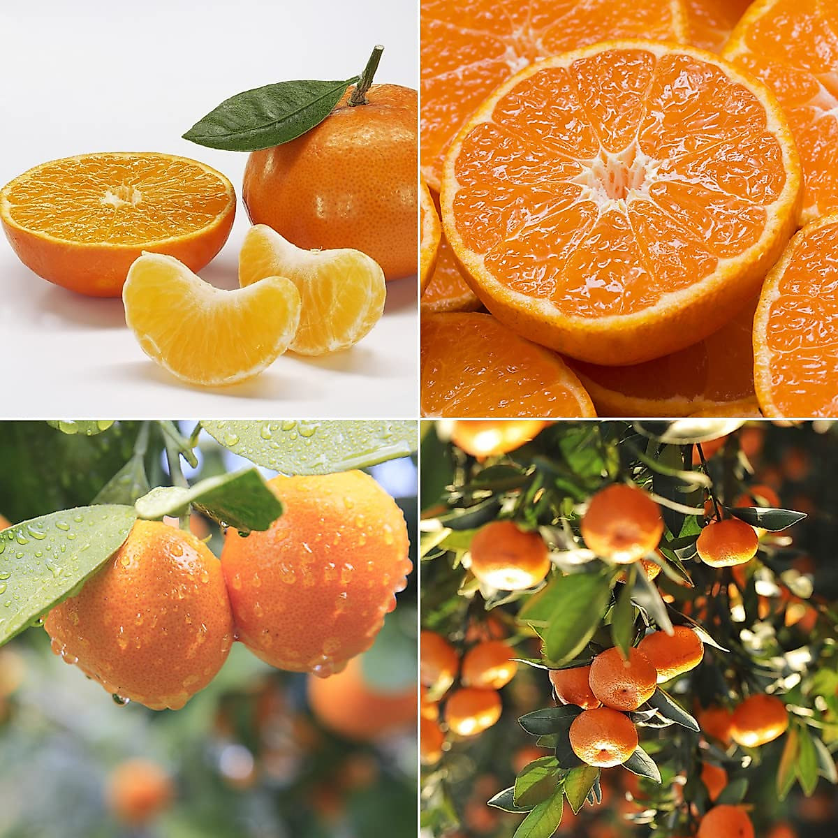 LOUISECON Seedless Citrus Orange Tree Seeds Delicious Navel Oranges 1-2 ft Indoor/Outdoor Fruit Tree Tasty and 30 Seedless