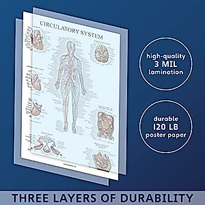 Palace Learning 2 Pack - Circulatory System & Heart Anatomy Posters - Set of 2 Anatomical Charts - Laminated 18" x 24"