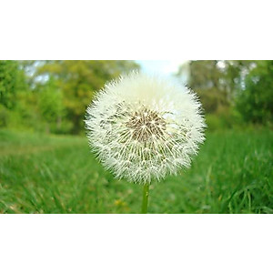 15000+ Pcs Dandelion Seeds Organic Real Herb Planting The Dandelion Seed