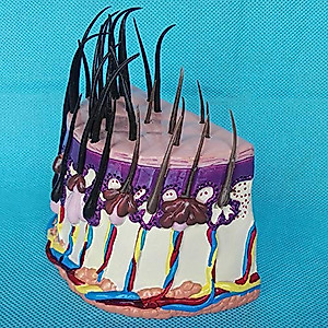 Anatomy Model Skeleton Model Human Skin Anatomical Enlargement Model Hair Follicle Skin Structure Medical Teaching Model