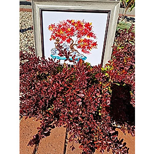 RIOLIS 2044 Autumn Bonsai