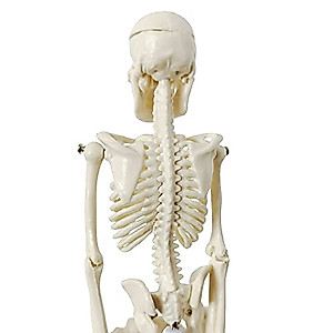 NEW HORIZON 21cm Human Skeleton Model Skeleton Human Model Adult Small Skeleton Teaching Model Spine Whole Body