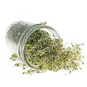 Kale Trio Sprouting & Microgreen Mix | Contains Blue Curled Scotch, Premier & Red Russian Kale Seeds | Heirloom Non-GMO Seeds | Bulk 1 LB Resealable Bag | Rainbow Heirloom Seed Co.