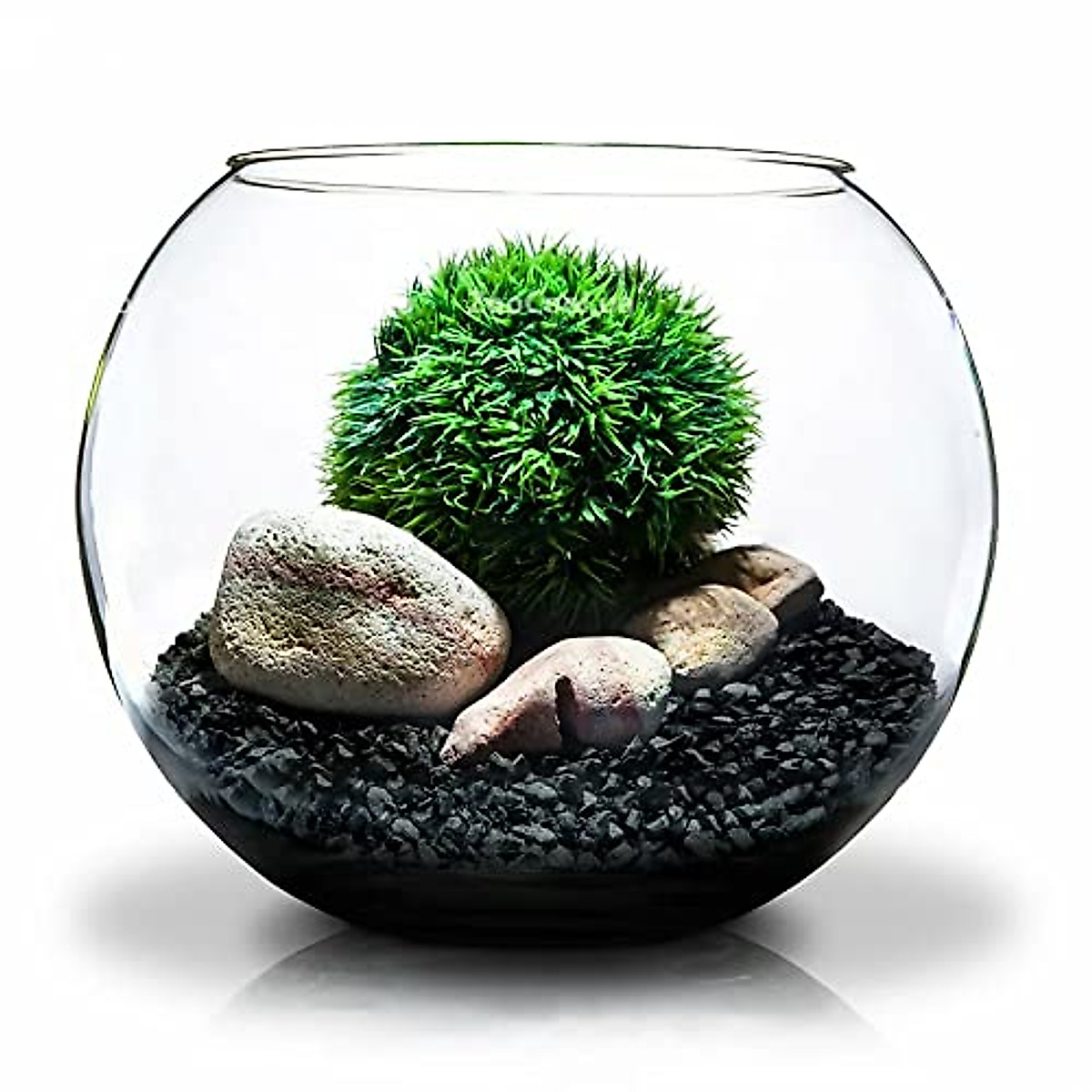 Horticultural Charcoal for Plants 2 qt by Doter, All Natural Hardwood Charcoal, Activated Charcoal for Soil Amendment, Orchids, Terrariums, and Gardening