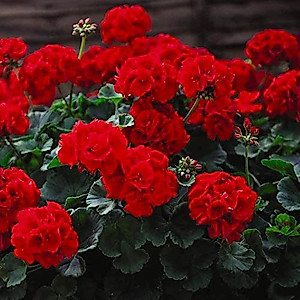 ATVADA Geranium Seeds 50Pcs for Planting Red Scented Ivy Leaf Perennial Flower Hardy Martha Washington Indoor Maverick