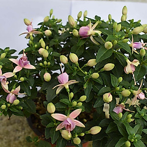 200PCS Fuchsia Seeds Fuchsia Flower Seeds for Planting Non GMO Heirloom Garden Seeds Outdoor Indoor (Mix Color)