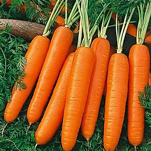 3000 Scarlet Nantes Carrot Seeds for Planting Organic Heirloom Non-GMO 5+ Grams Garden Vegetable Bulk Survival
