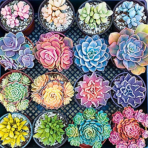 Buffalo Games - Sweet Succulents - 300 Large Piece Jigsaw Puzzle Multicolor, 18"L X 18"W