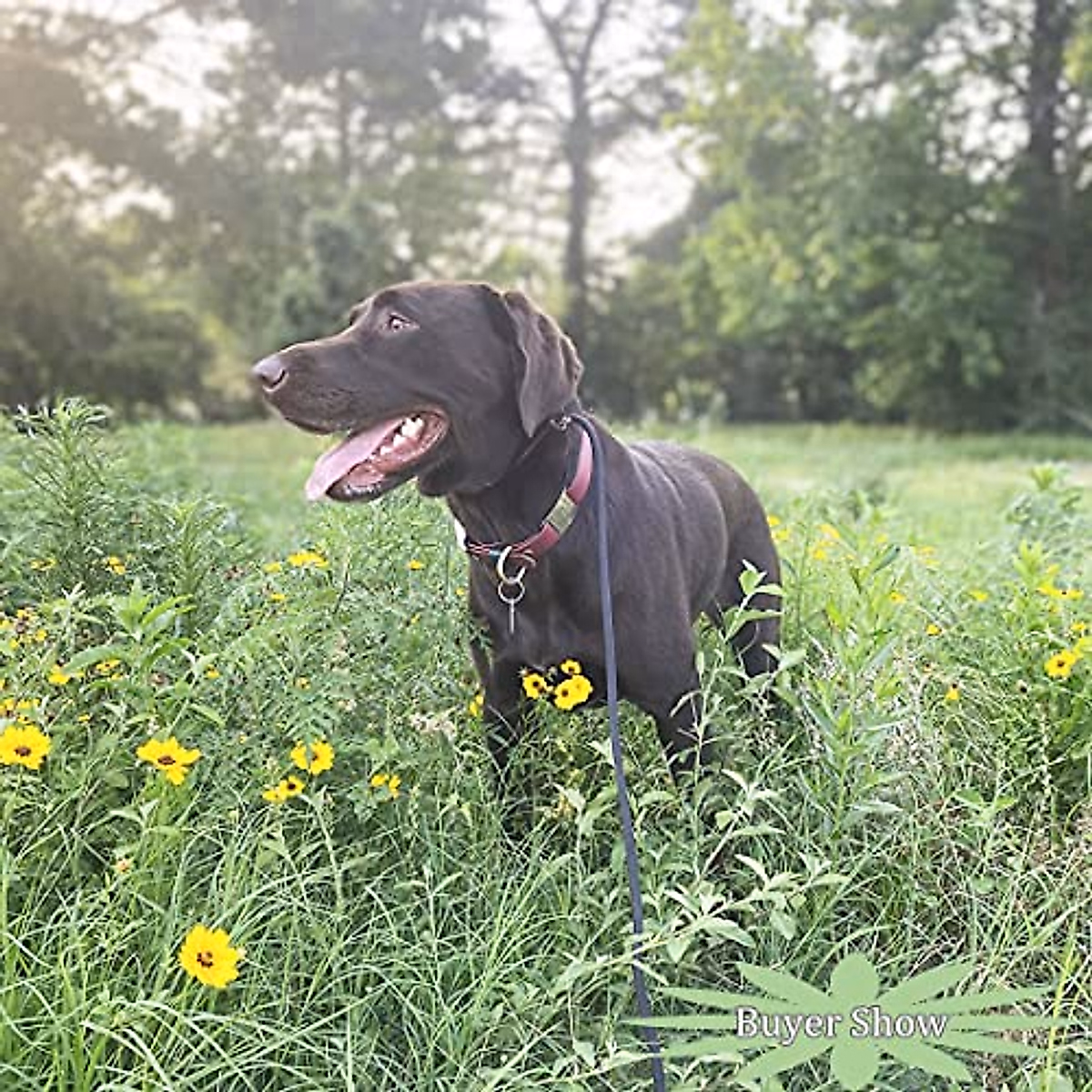 MayPaw Slip Lead Control Leash for Dogs No Pull, 13+ Colors Classic Dog Leash 7FT Pet Slip Leash, 1/4” Rope Leash for Small Medium Animals