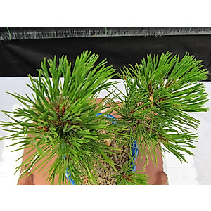 Mugo Pine Bonsai Tree - Small