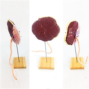 KH66ZKY Human Placenta Umbilical Cord Model - Reproductive System Anatomical Model - Human Internal Organs Medical Educational Training Aid