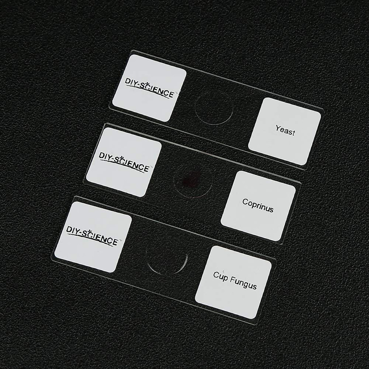 Prepared Bacteria and Fungi Microscope Slide Set, 9pcs Slides for Biology Teacher Students Micro Organisms Science Education