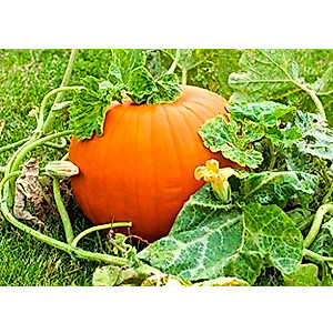 Giant Pumpkin Titan Seeds 10 Seeds for Planting Vegetable Garden Squash Gourd Seeds