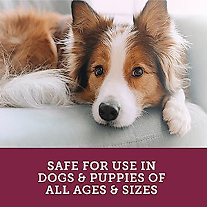 Stop The Runs | Anti Diarrhea Chewables | 6 Count