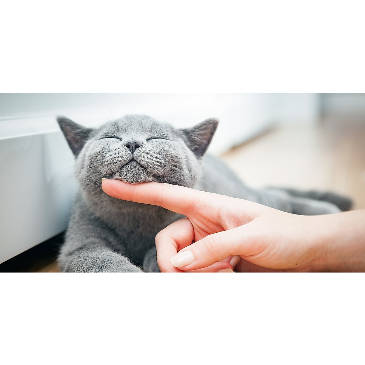 PET SUPPLEMENTS cat Omega 3 Fatty acids - Omega 3 - for Cats - Heart Brain and Joint Function - SOFTGELS - cat Joint Health Supplement - 1 Bottle (180 SOFTGELS)