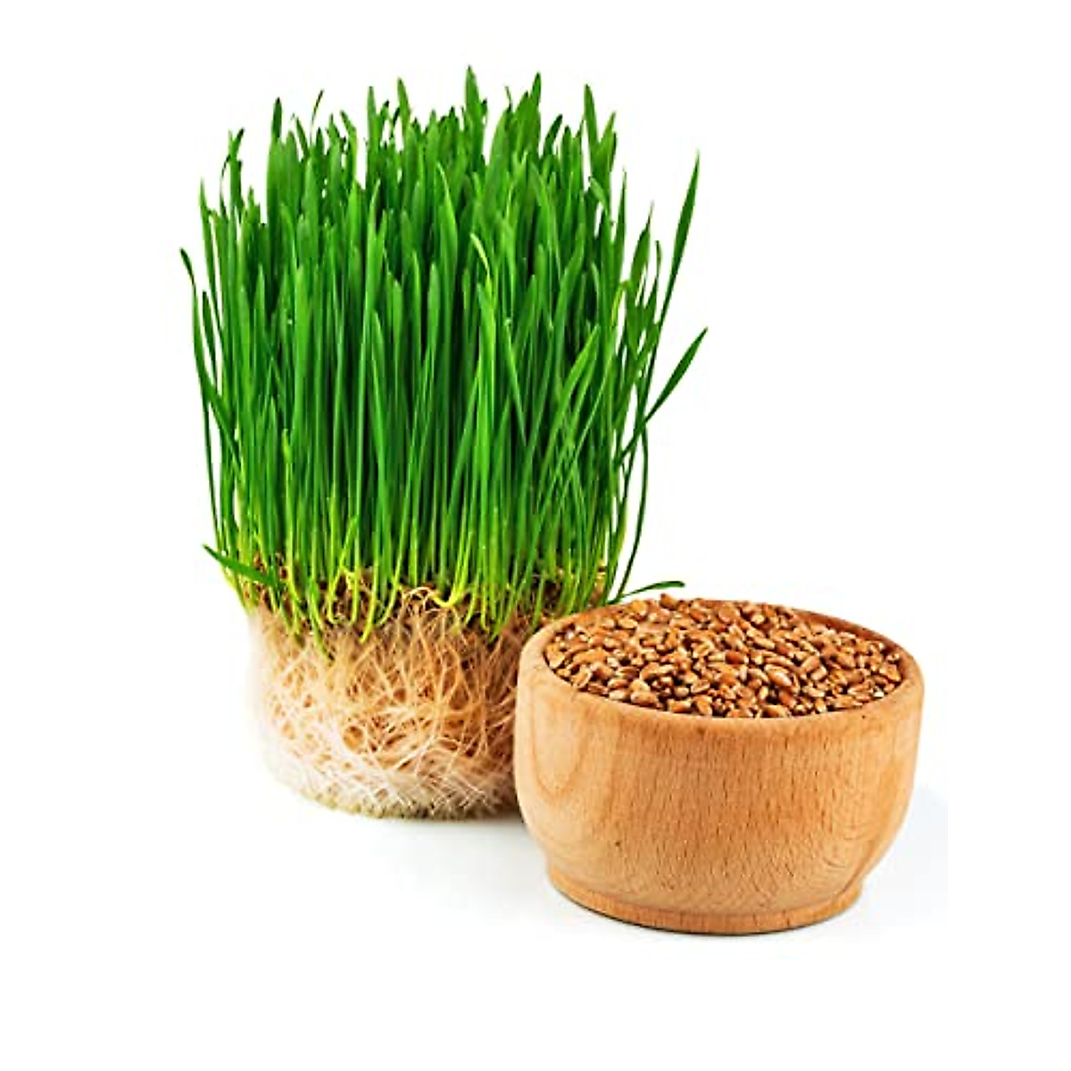 Todd's Seeds - 1 Pound of Wheatgrass Seeds - Non GMO Sprouting Seeds - Grind Into Whole Wheat Flour - Pet Grass - Cat Grass for Indoor Cats - Wheat Grass Seeds