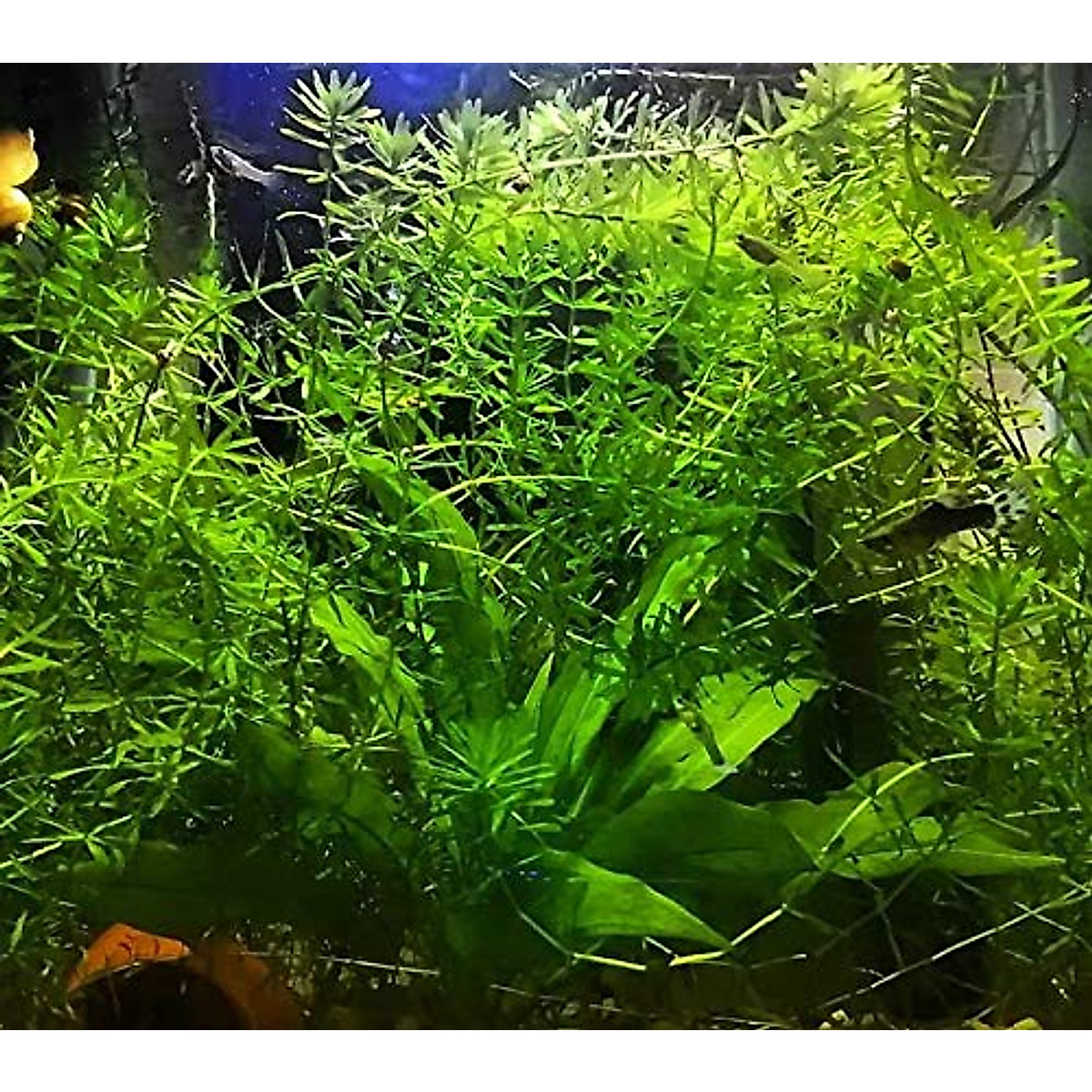 Anacharis Potted Elodea Densa Tropical Freshwater Stems Live Aquarium Plants Aquatic Pond Water Decorations 3 Days Live Guaranteed by Mainam