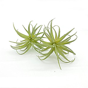 ZKTECH 4 Pack Artificial Succulent Plants Flocked Air Plants Grass Faux Flocking Tillandsia Air Plants Bromeliads for Home Garden Decor Terrarium Project Fake Artificial Plants Arrangement