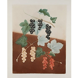 [Currants] Black Currant; White Currant; Dutch Red Currant