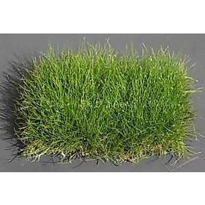 Dwarf Hairgrass on 3 x 5 mat - Foreground Carpet Aquarium Plant