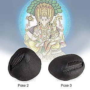 Vedic Vaani Divine Very Rare Hayagriva Vishnu Religious Natural Shaligram Shila/Stone Origin from Nepal Gandaki River, for Bring Wisdom, Prosperity and Success, India