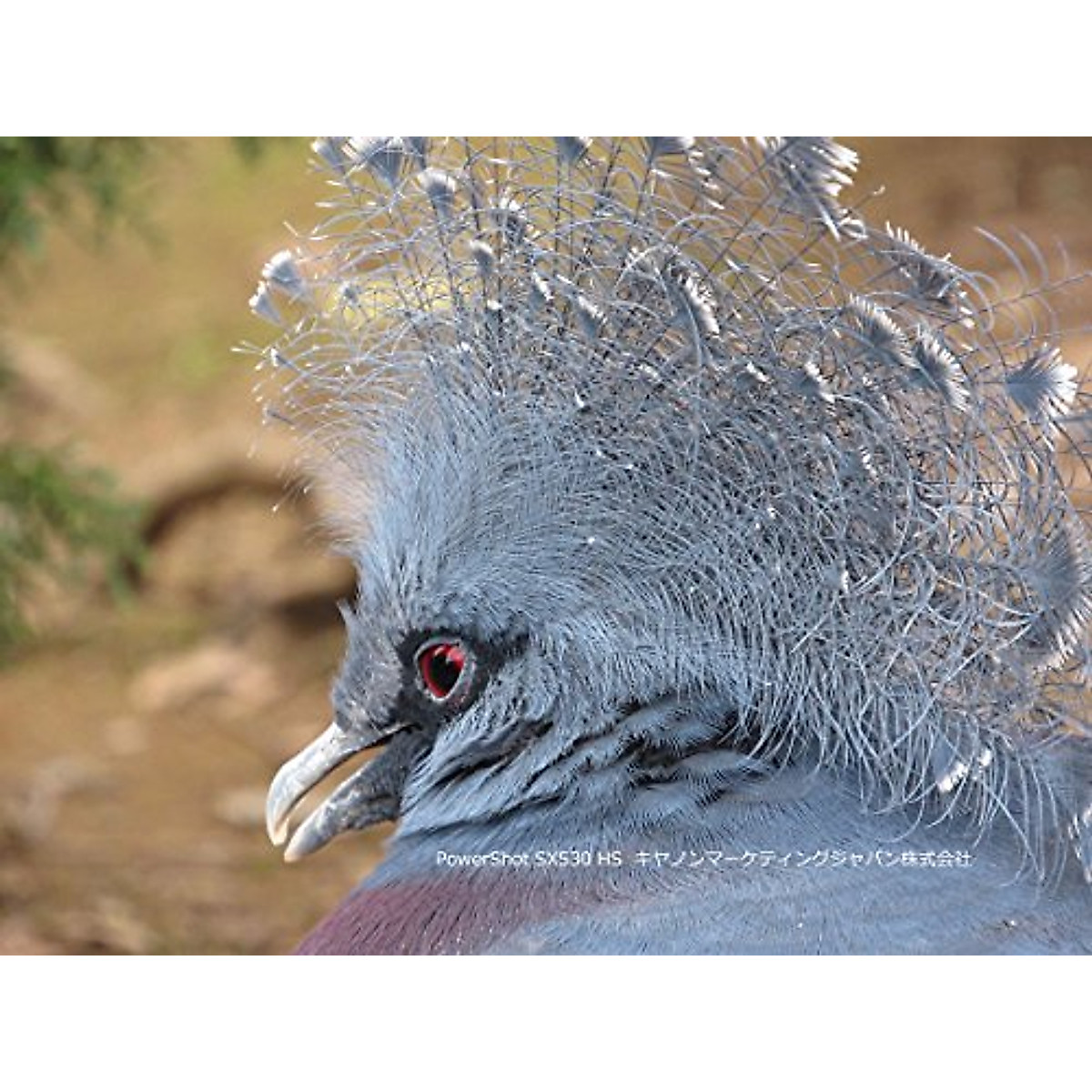 Canon digital camera PowerShot (power shot) SX530 HS PSSX530HS - International Version (No Warranty)