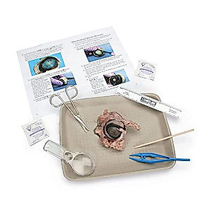Young Scientist's Eye Dissection Kit