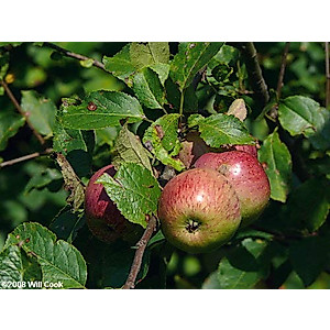 Common Apple Tree Seeds for Planting, 15+ Fruit Tree Seeds Per Packet, (Isla's Garden Seeds), 70-90% Germination in Good Conditions, Malus pumila, Botanical Name: Malus pumila, Great Home Garden Gift