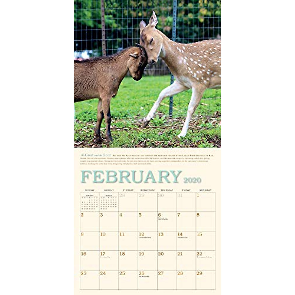 Unlikely Friendships Wall Calendar 2020