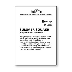 Burpee Early Summer Crookneck (Heirloom) Summer Squash Seeds 50 seeds