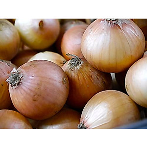 Gaea's Blessing Seeds - Onion Seeds - Non-GMO Heirloom Seeds with Easy to Follow Instructions (Walla Walla Sweet Onion) 93% Germination Rate
