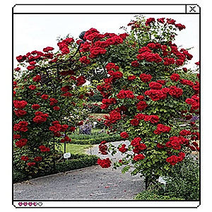 OHXSM Rare Plant Seed 100 Pcs Red Climbing Rose Seeds Garden Flower Plant Seeds