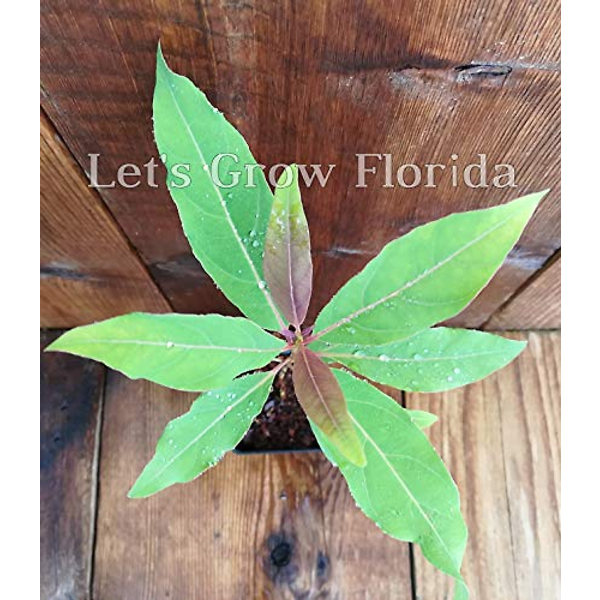 Rainbow Eucalyptus Tree, 8" + Tall, E. deglupta
