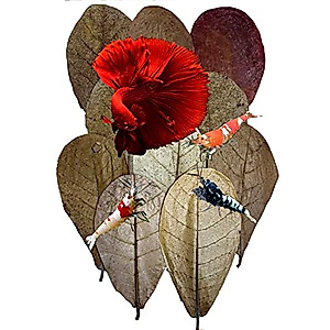 Betta/Shrimp Leaves 10 4"-6" Premium Catappa Indian Almond Leaves Natural Habitat Tannin Producing Improves Immunity, Easy to USE Awesome Aquatic